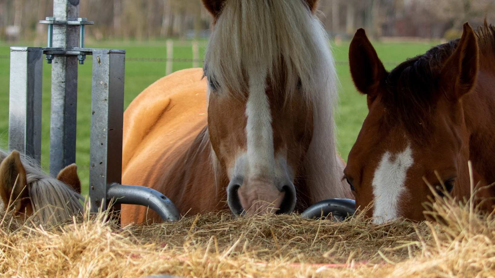 vorsicht vor langen fresspausen beim pferd - denktier pferd
